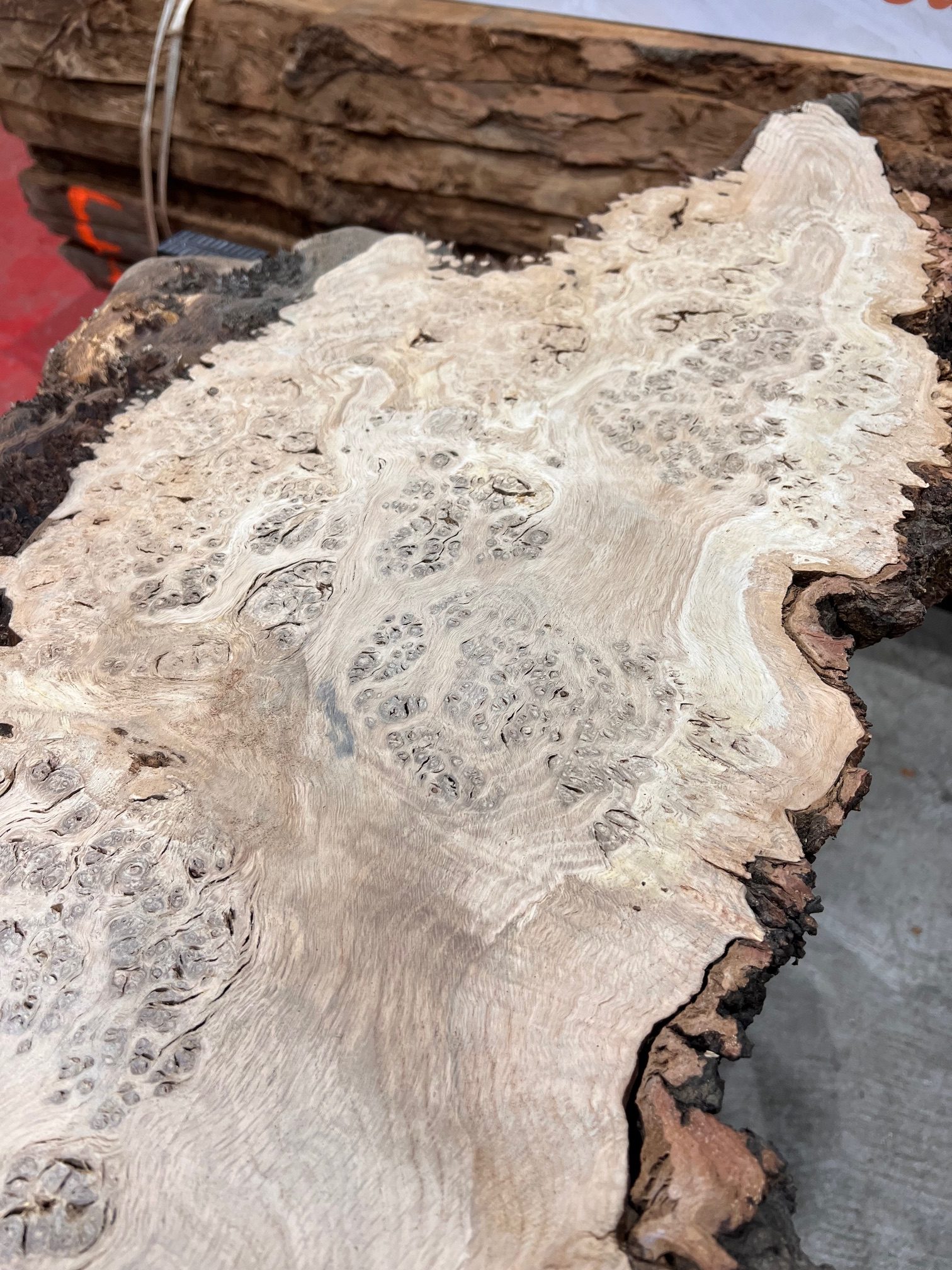 Burr Oak #008 ⁄ Elephant Timber Supplies