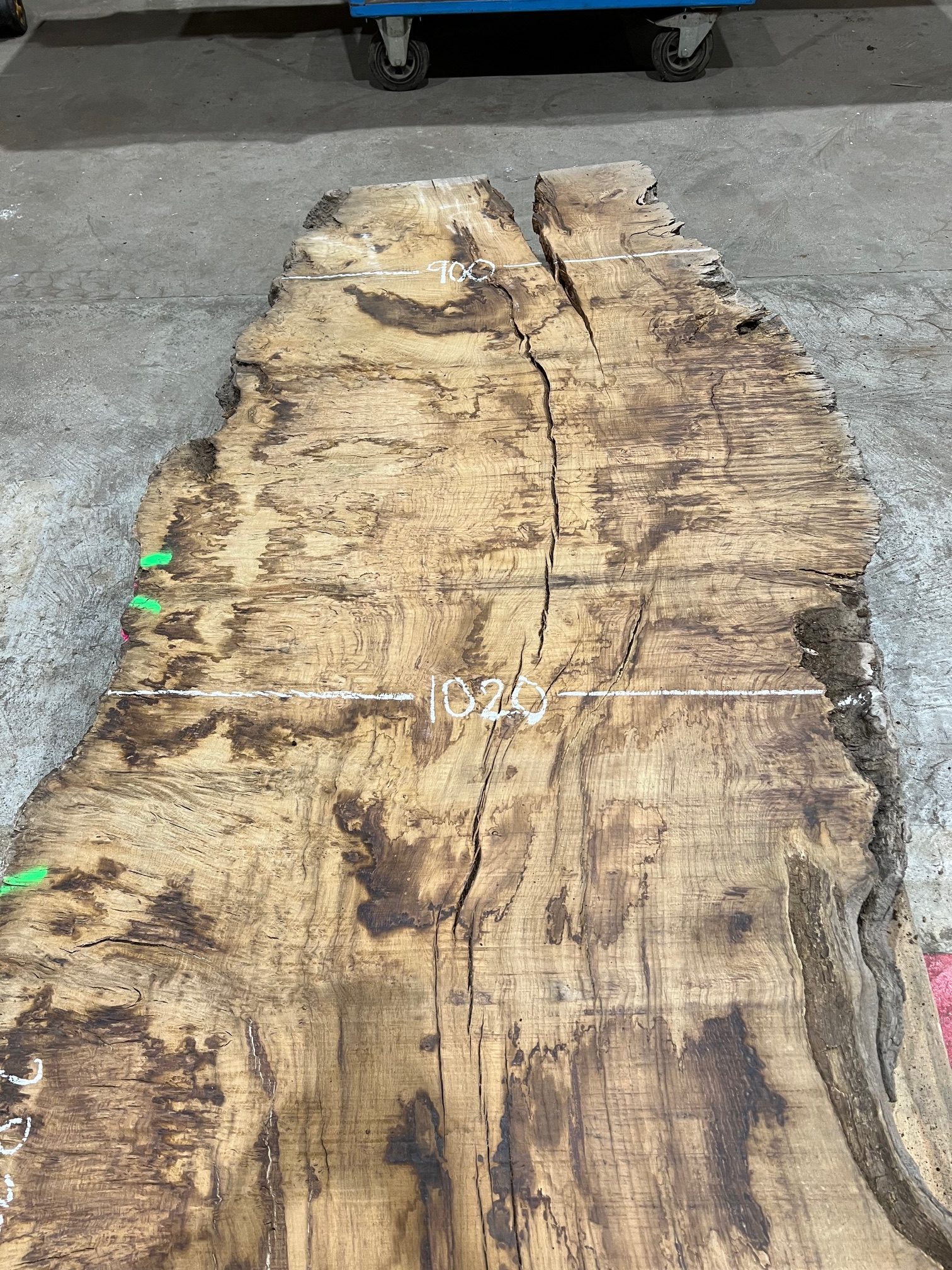 Burr Oak #006 ⁄ Elephant Timber Supplies