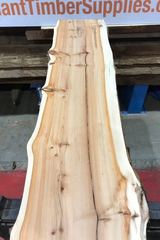 Premium Quality Kiln-Dried Yew Timber for Furniture, Flooring, and Millwork