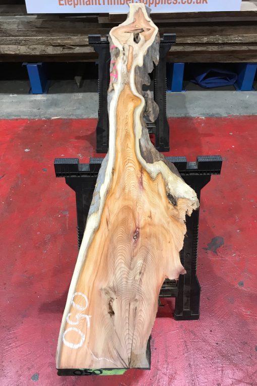 Premium Quality Kiln-Dried Yew Timber for Furniture, Flooring, and Millwork