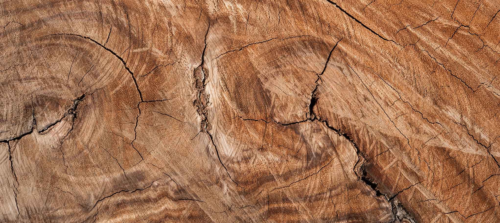 Timber Species Selection - Guide from Elephant Timber Supplies