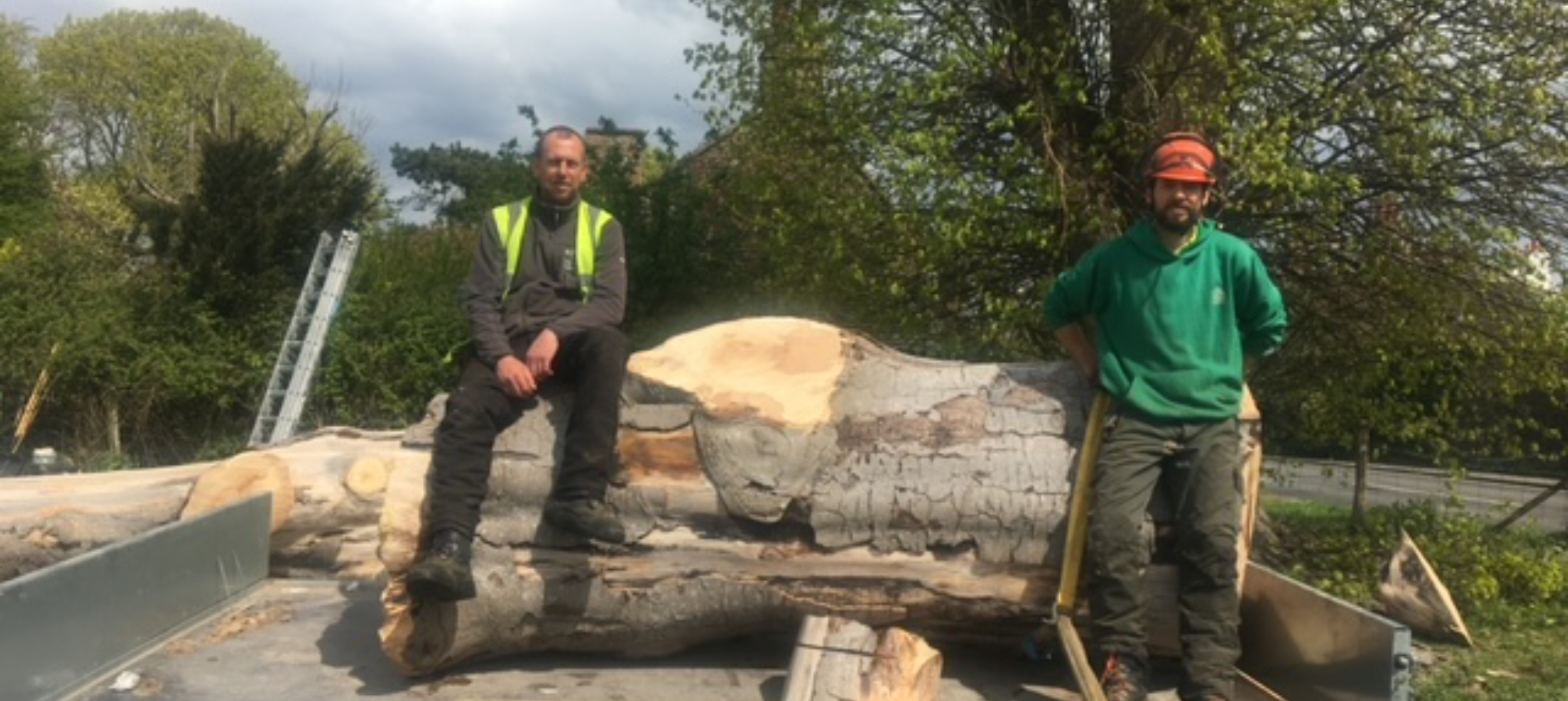 End of Life Tree Trunks from Elephant Timber