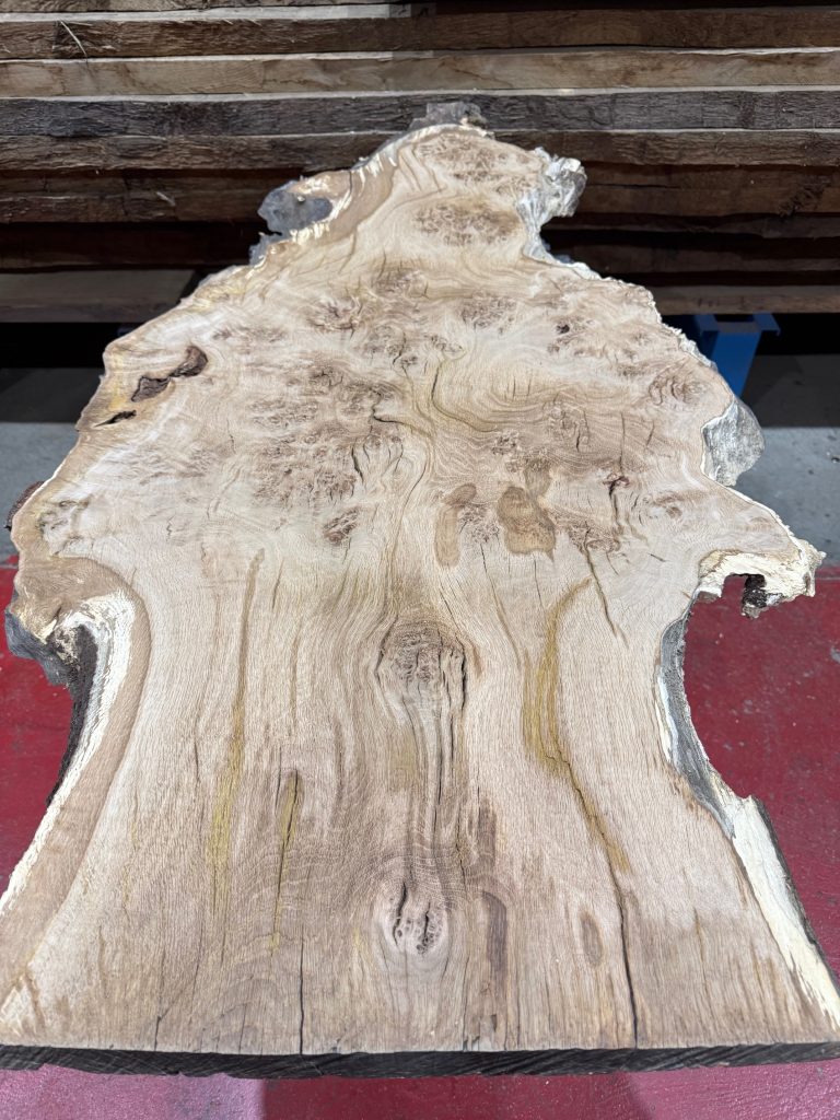 Burr Oak #237 ⁄ Elephant Timber Supplies